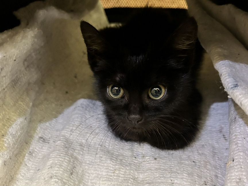 Черный котенок девочка