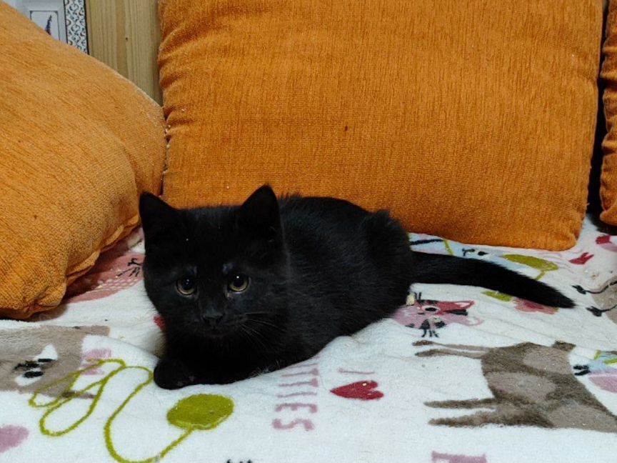 Черный котенок девочка