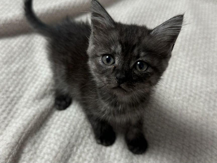 Кошки