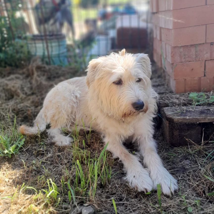Идеальная собака ищет дом/передержку
