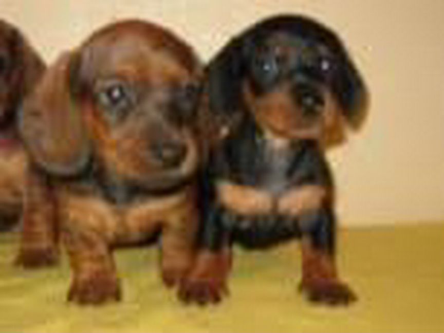 Карликовая такса