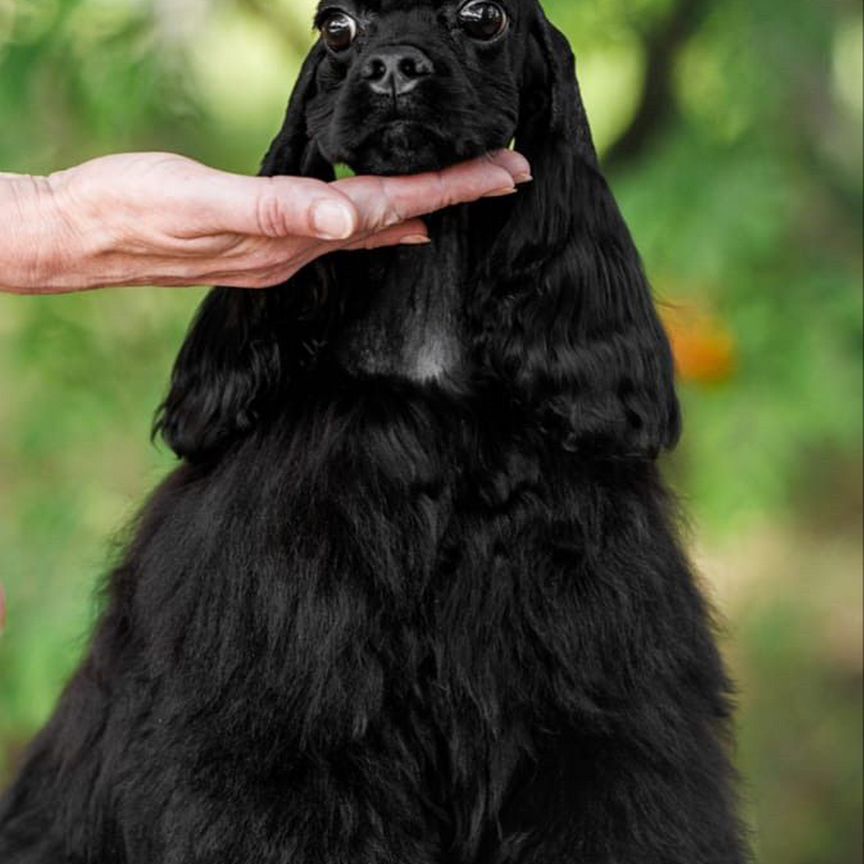 Американский кокер-спаниель, щенок