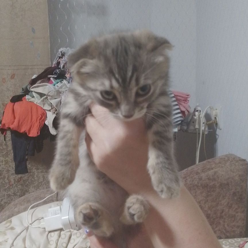 Помесь штланской