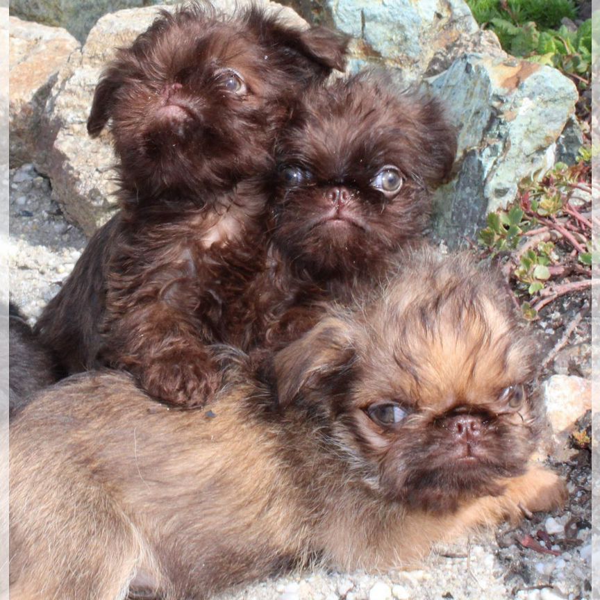 Бельгийский гриффон, щенок