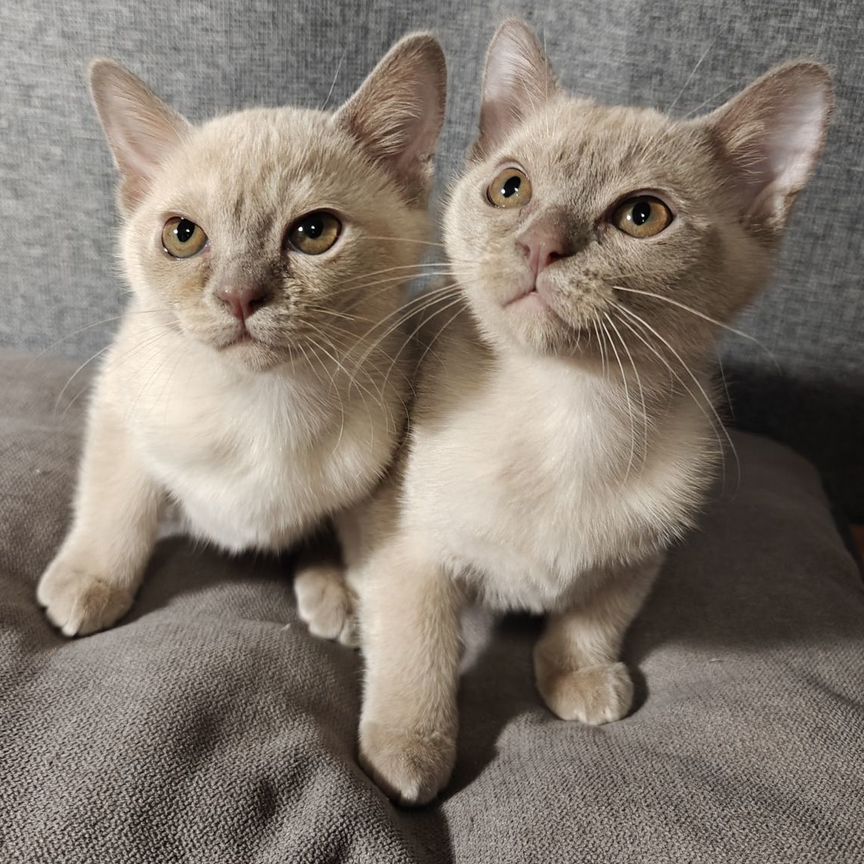Котята европейской бурмы