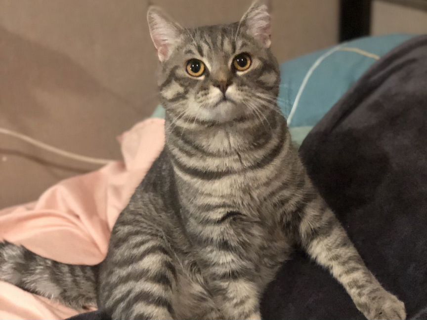 Шотландский кот вязка