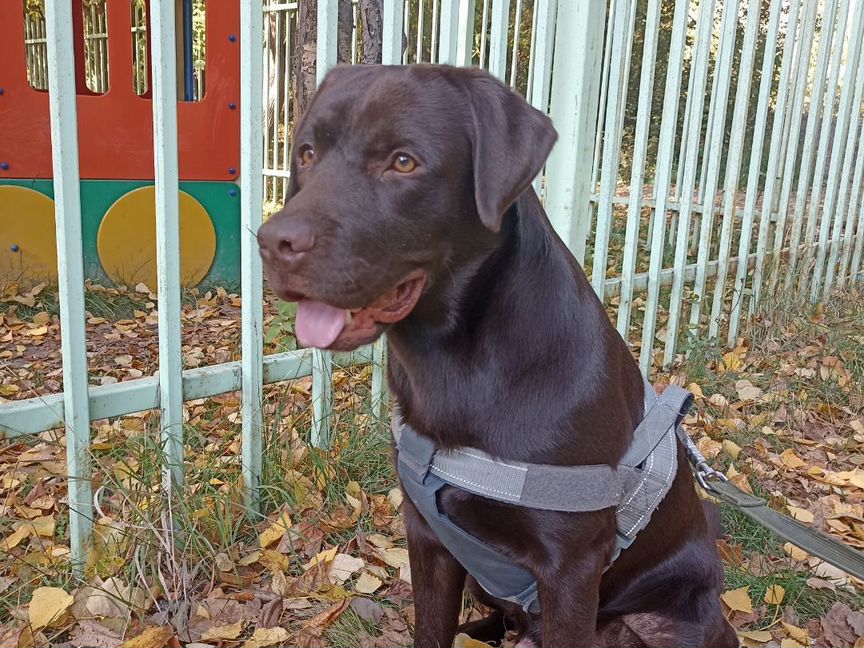 Лабрадор