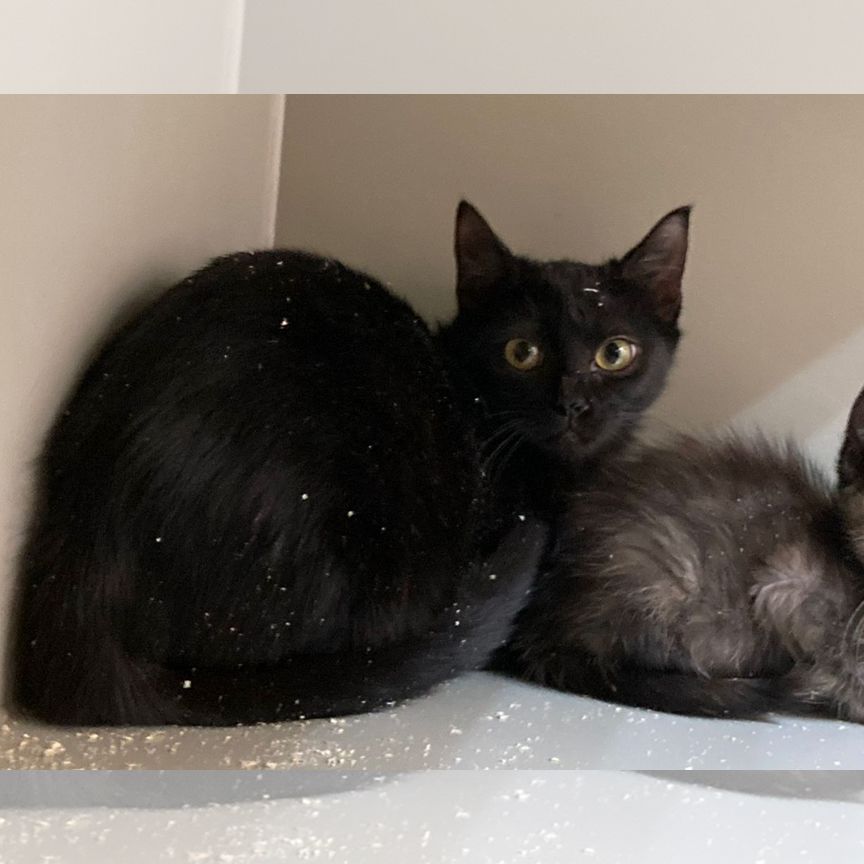 Взрослая, кошка в добрые руки