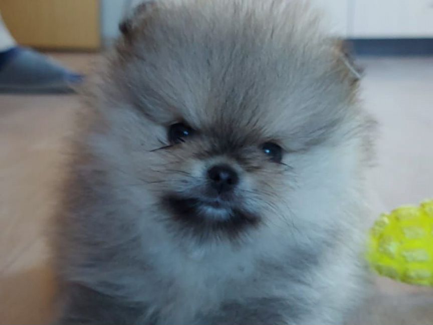 Продажа щенков