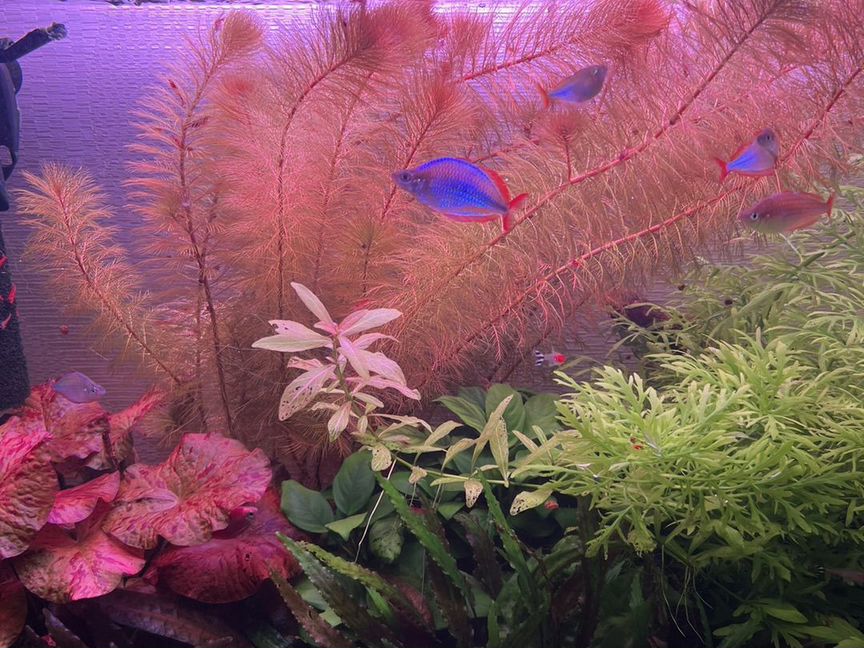 Аквариумные растения (прополка микс)