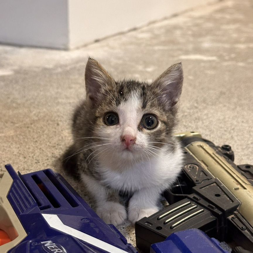 Котенок в добрые руки