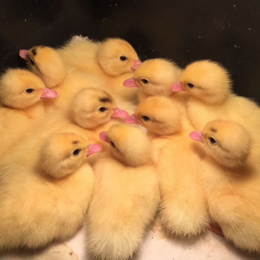 Индоутята суточные