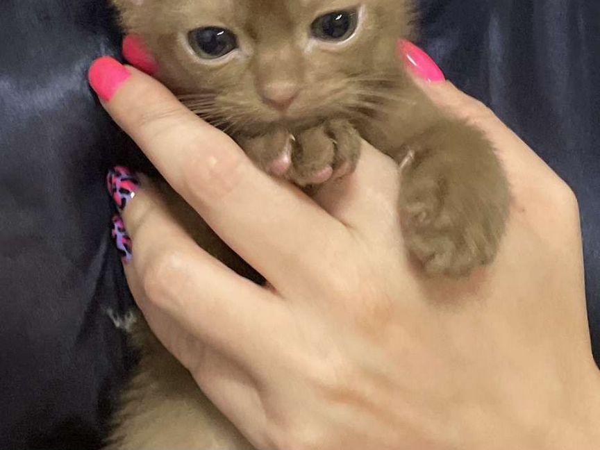 Абиссинские чистокровные котята