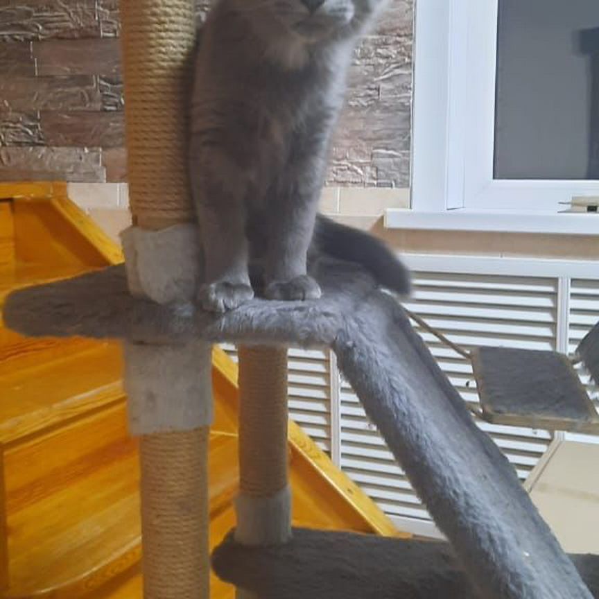 Котята мейн-кун