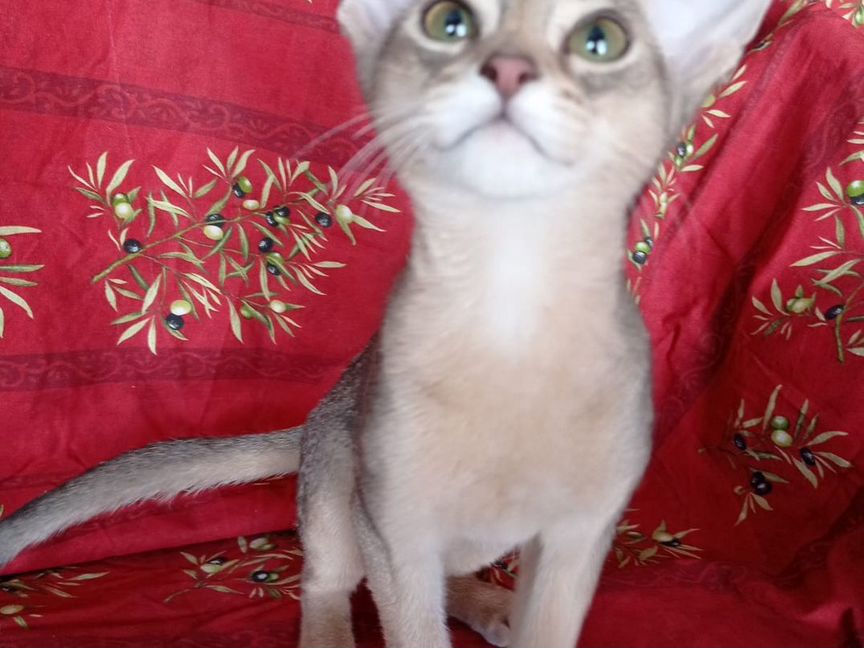 Продаю абиссинского котенка, голубого окраса