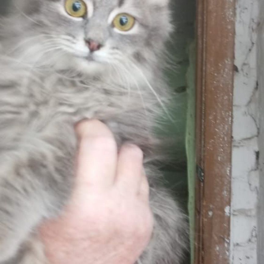 Котик