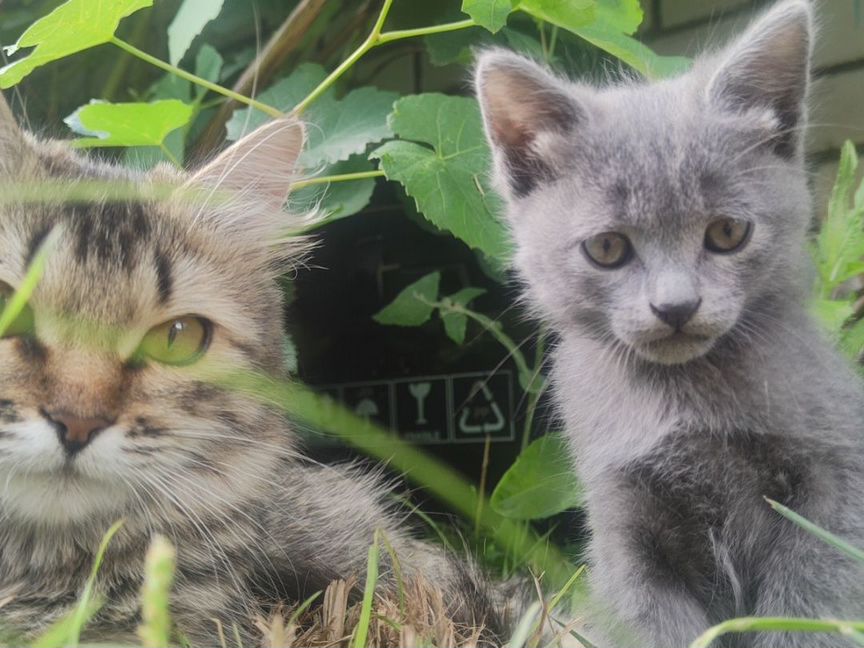 Кошечки 25.06.24