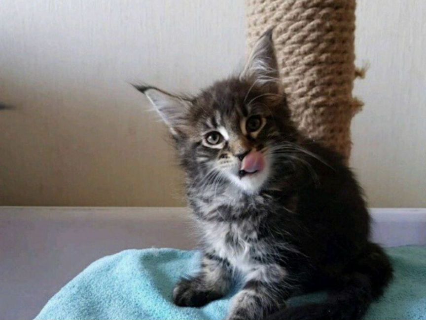 Мейн-кун парни и девчата