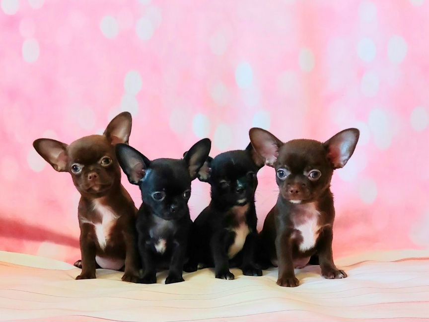 Чихуахуа щеночки, девочки 3 мес РКФ