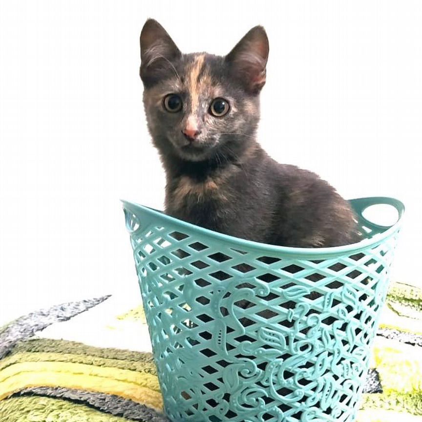 Девочка-трехцветка ищет семью