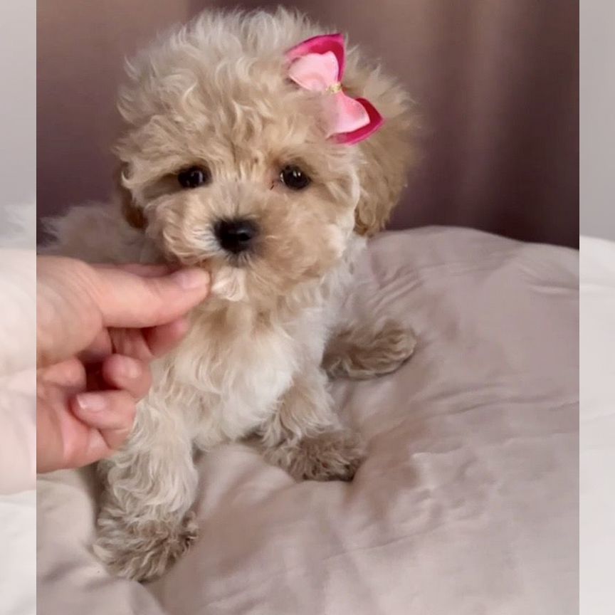 Мальтипу, щенок