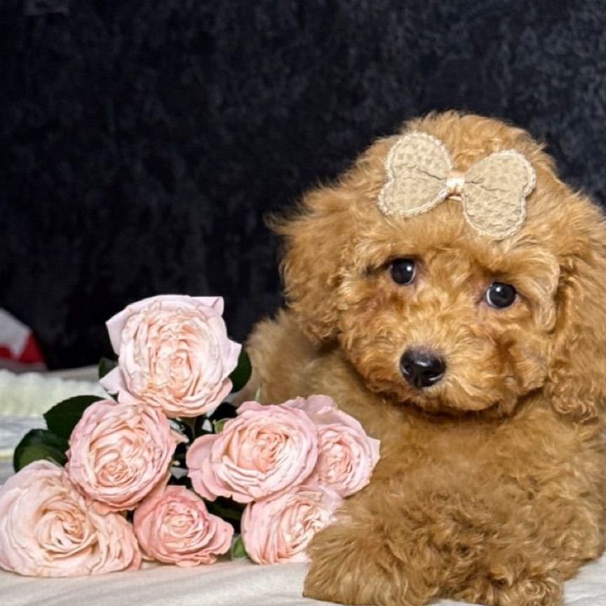 Мальтипу, щенок