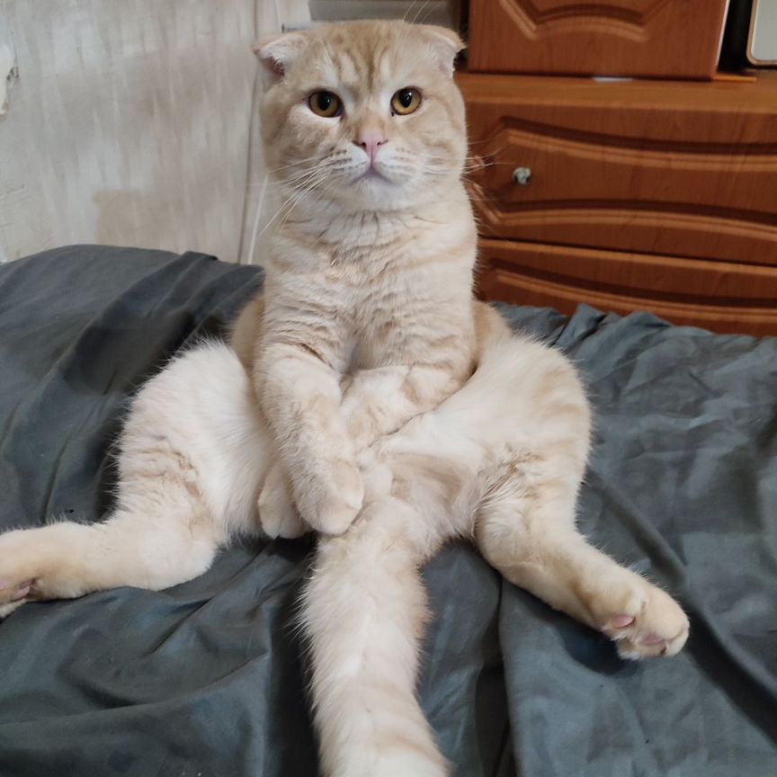 Британский кот на вязку