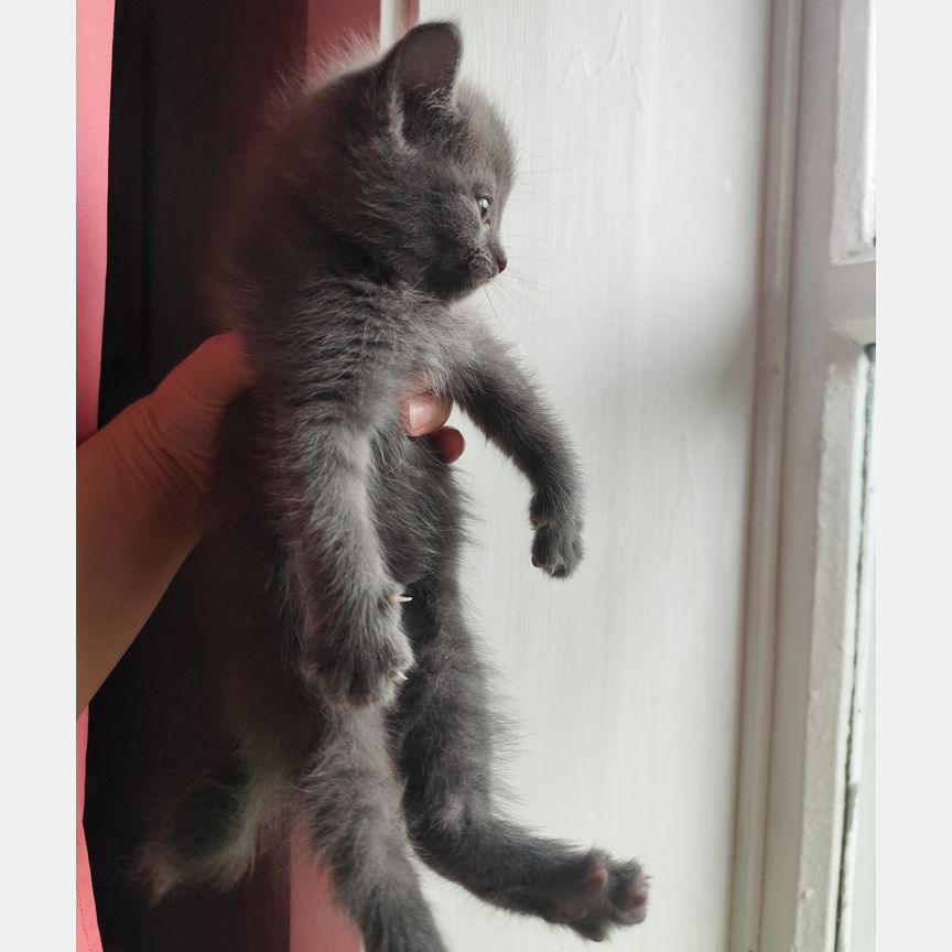 Отдам в добрые руки дымчатого котика