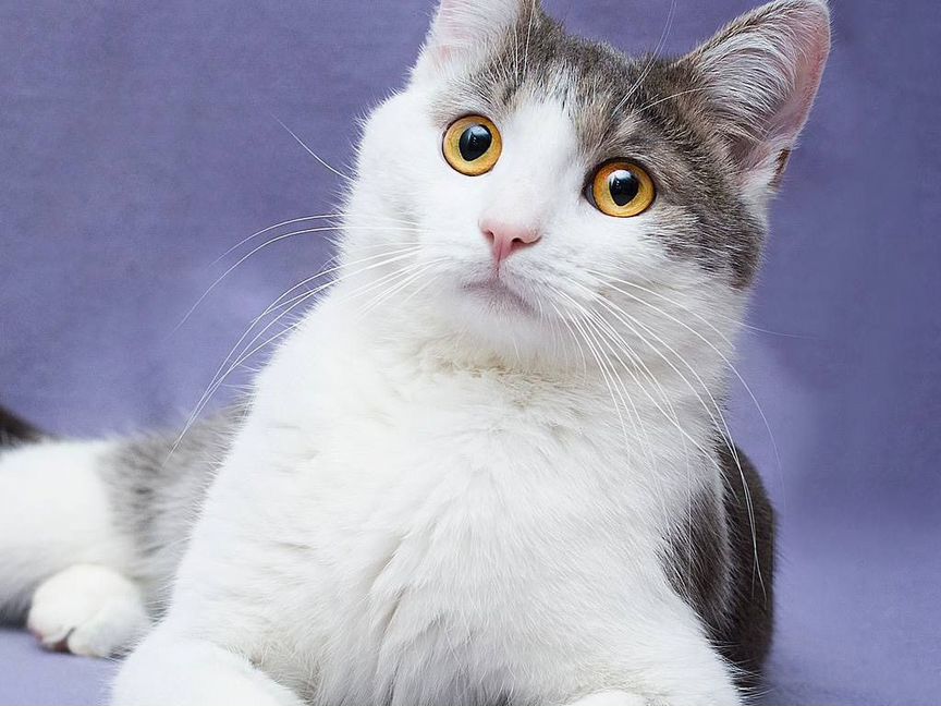 Серо белый кот ищет дом