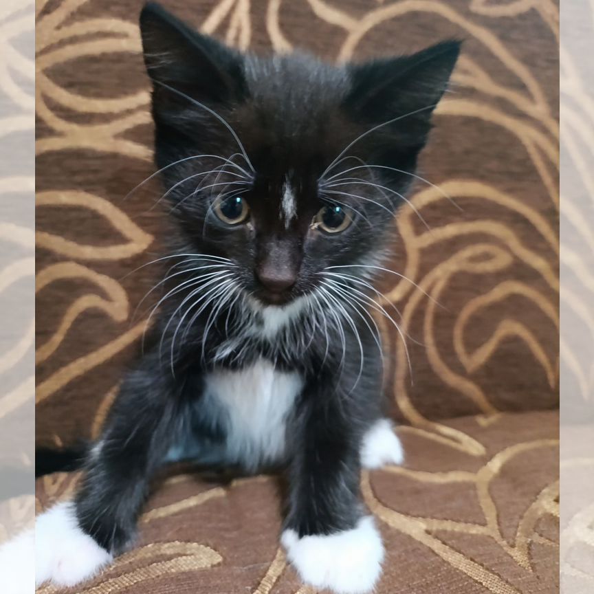 Котёнок в добрые руки