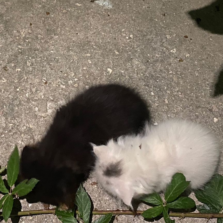 Котята в добрые руки 1 месяц