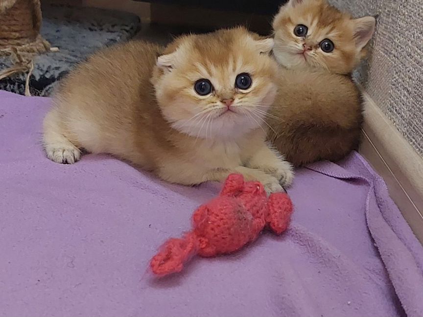 Шотландские золотые котята