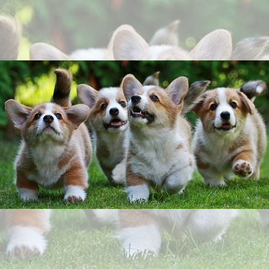 Вельш Корги Кардиган, щенок