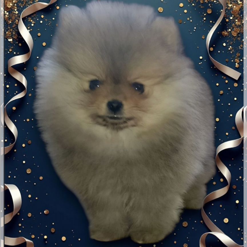 Померанский шпиц, щенок