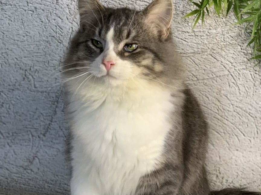 Котик Гоша 6 мес