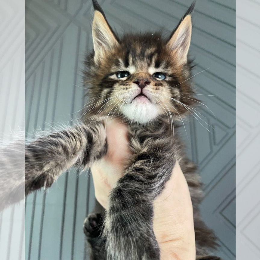 Котята мейн-кун