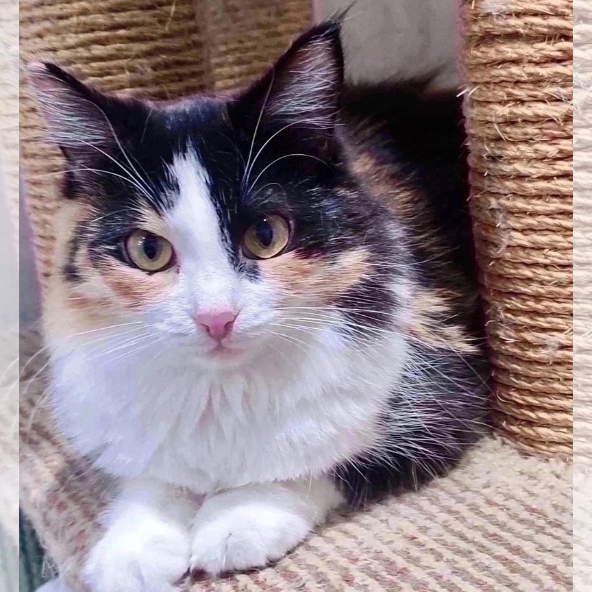 Сибирская кошка, взрослая