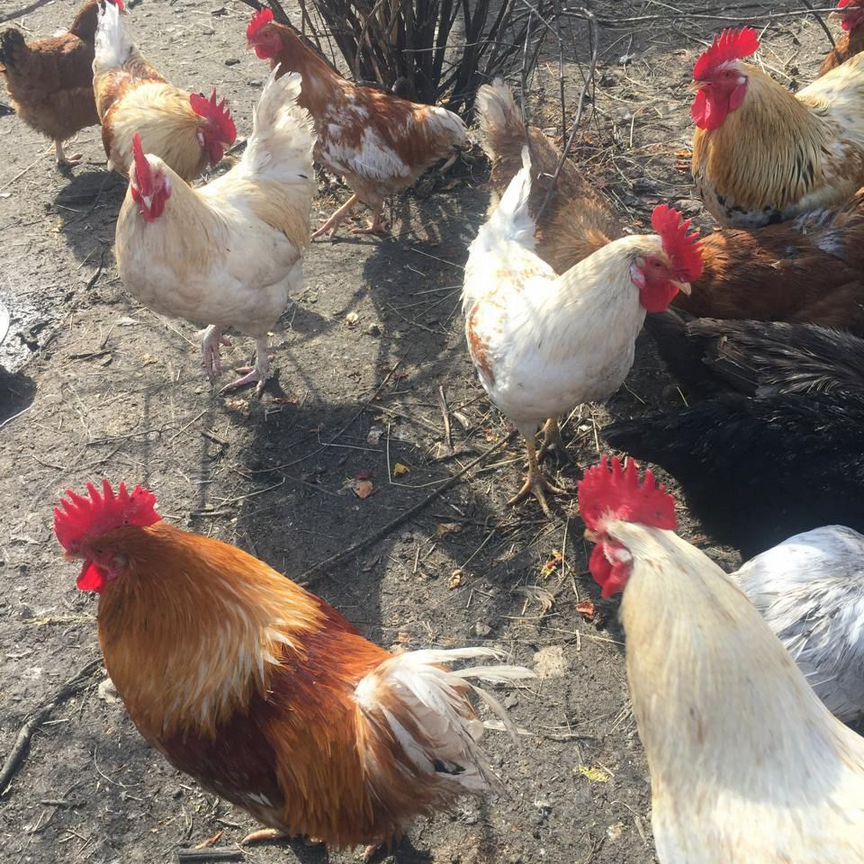 Куры и петухи домашние живые