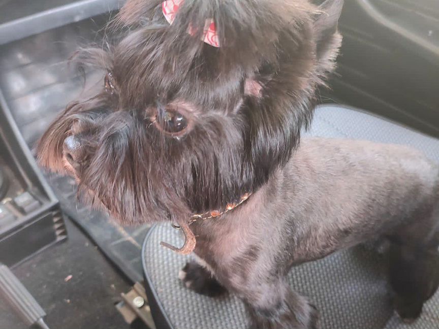 Щенки йорика