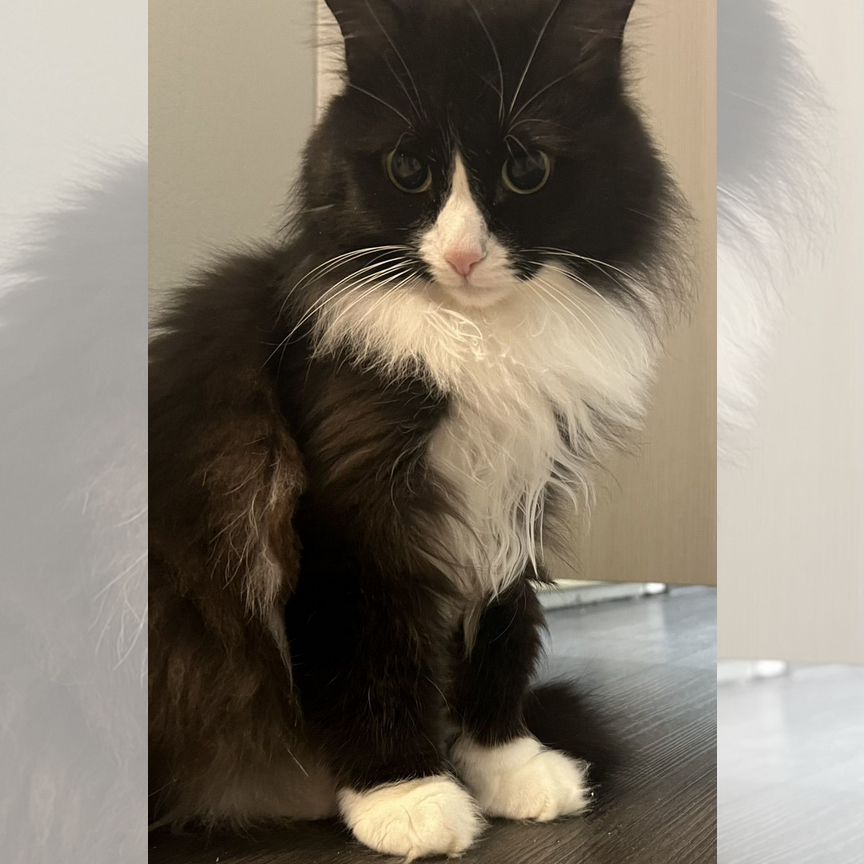 Кошка, 8 лет в добрые руки