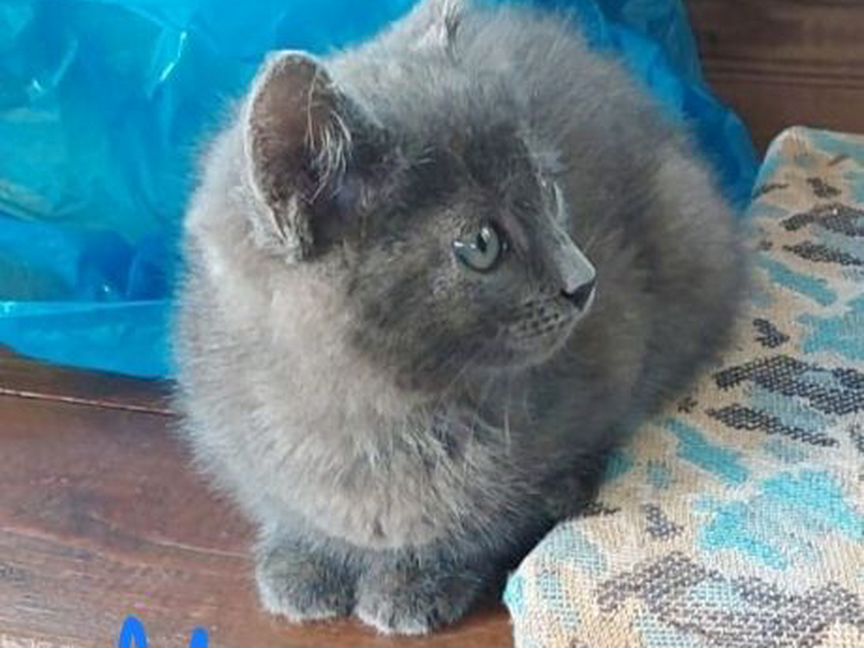 Котята рыжие, чёрные, дымчатые, чёрно-белые