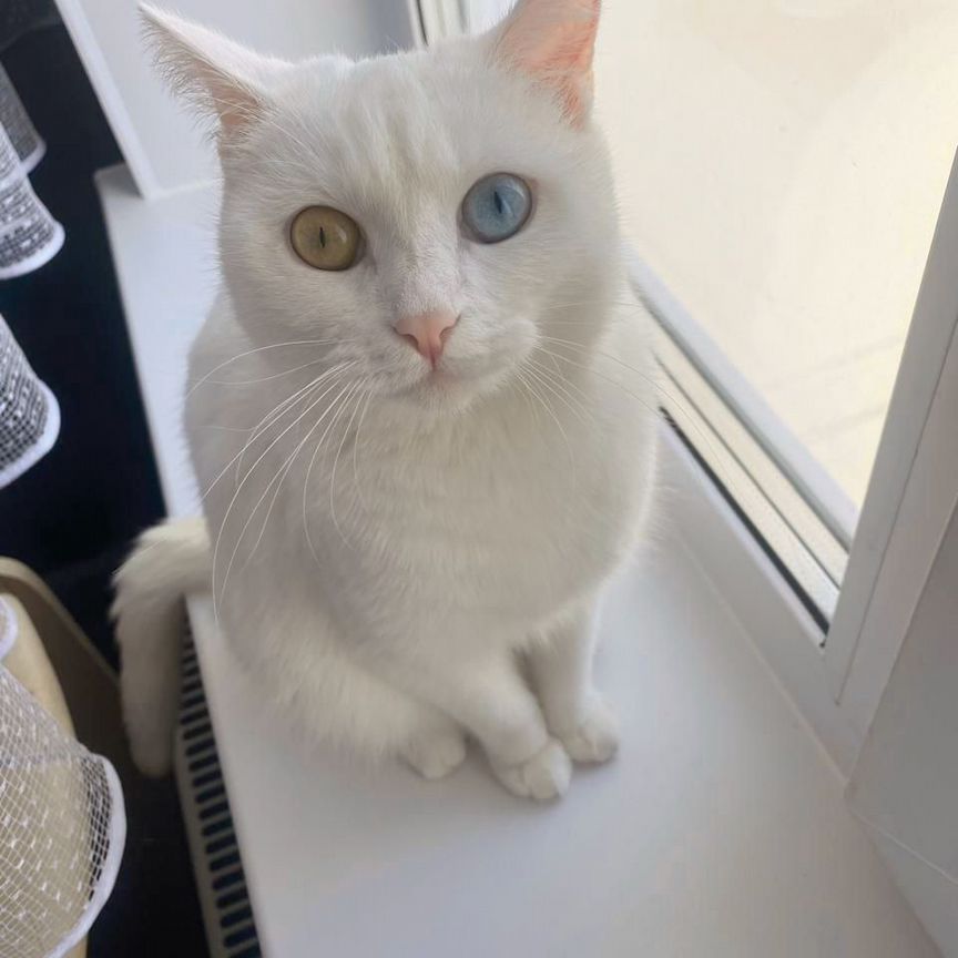 Отдам кошку в добрые руки