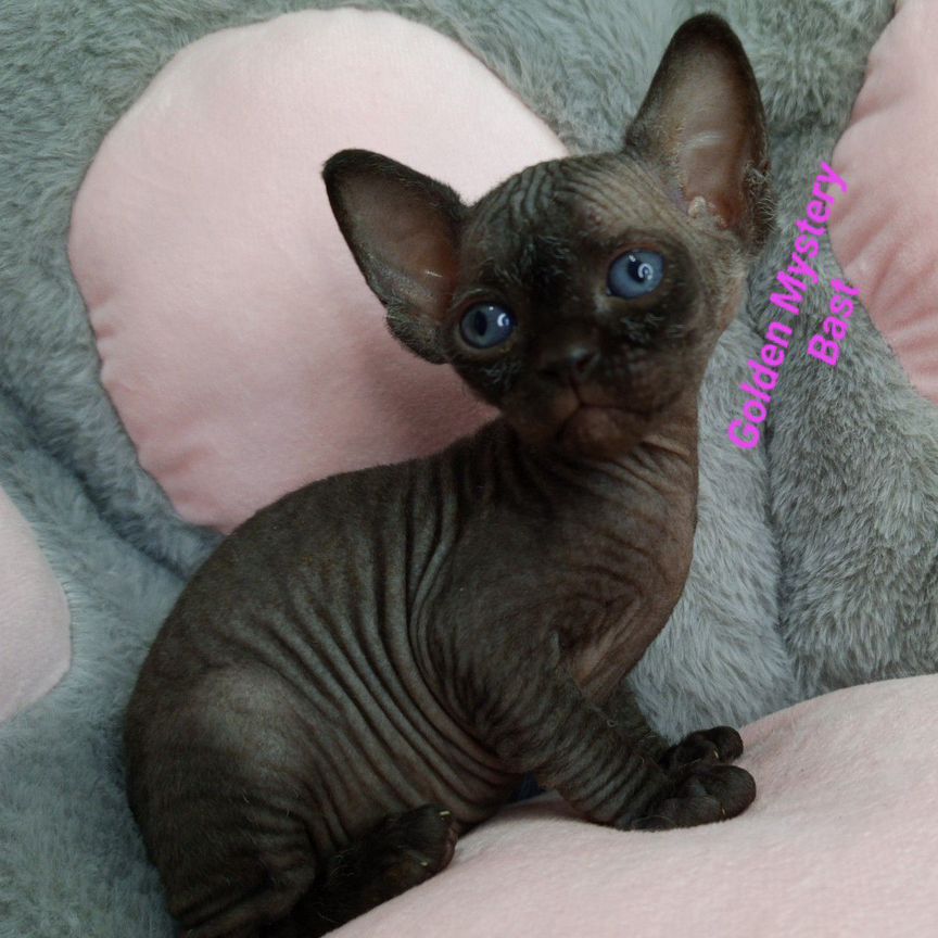 Сфинкс кошечка