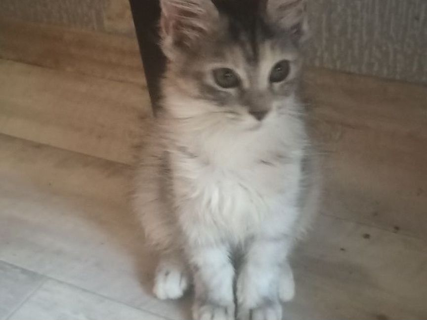 Мейн-кун(метисы)