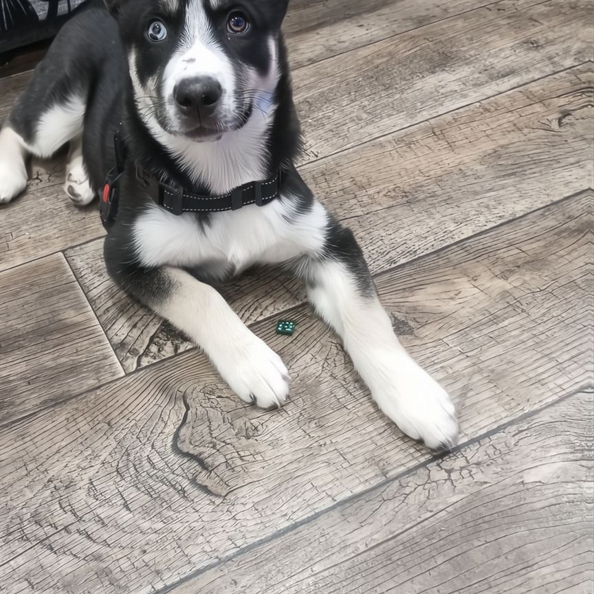 Сибирский хаски, щенок