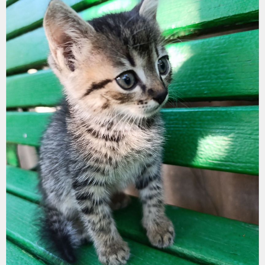 Котята мальчики в добрые руки