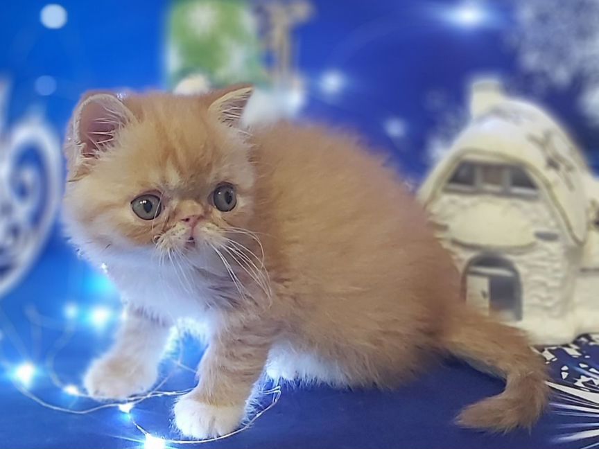 Экзотические котята