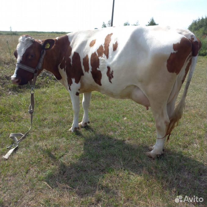 Айширская корова