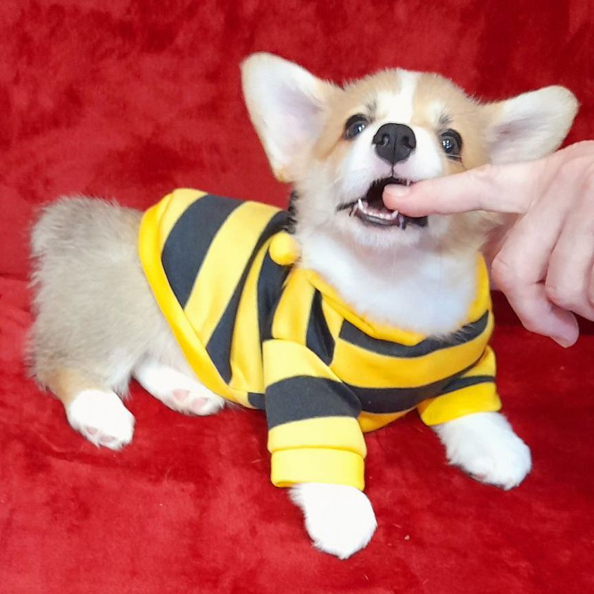 Вельш Корги Пемброк, щенок