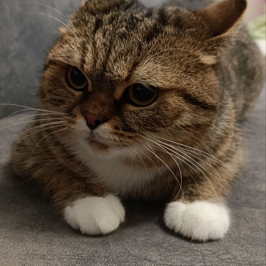 Кошка ищет кота британца